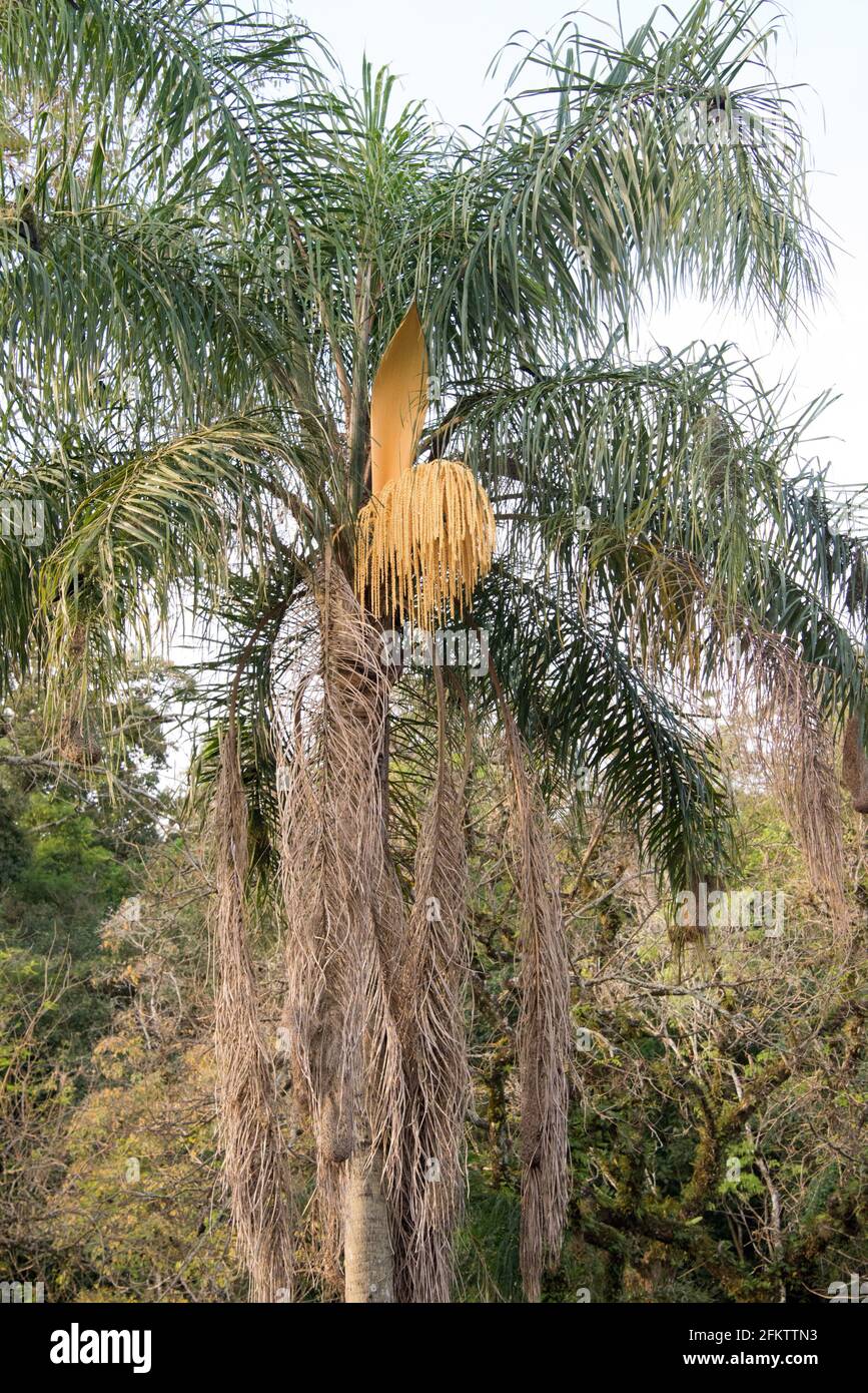 Queen Palm High Resolution Stock Photography and Images - Alamy