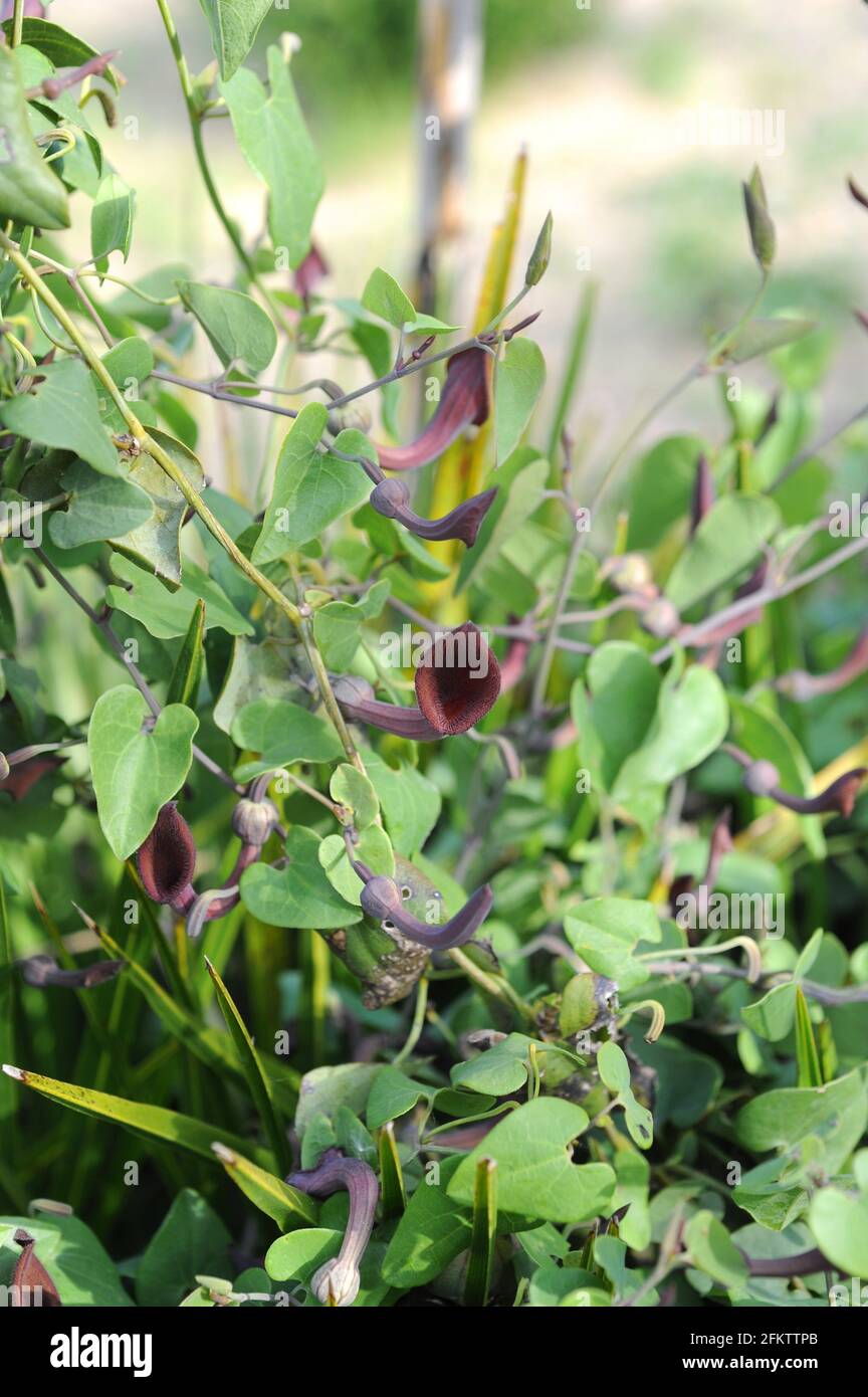 Dutchman's pipe vine hi-res stock photography and images - Alamy