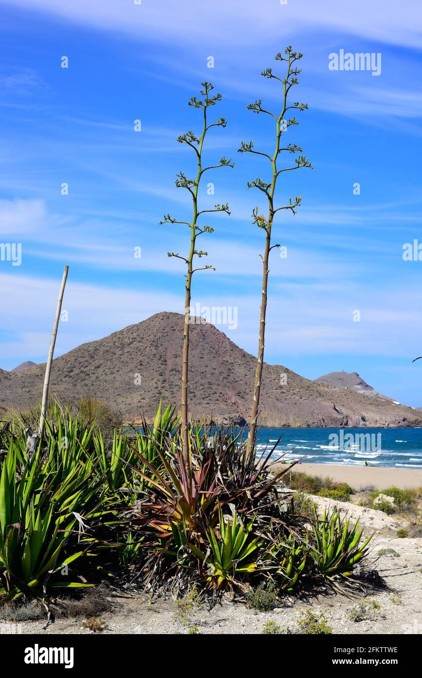 Agave de sisal hi-res stock photography and images - Alamy