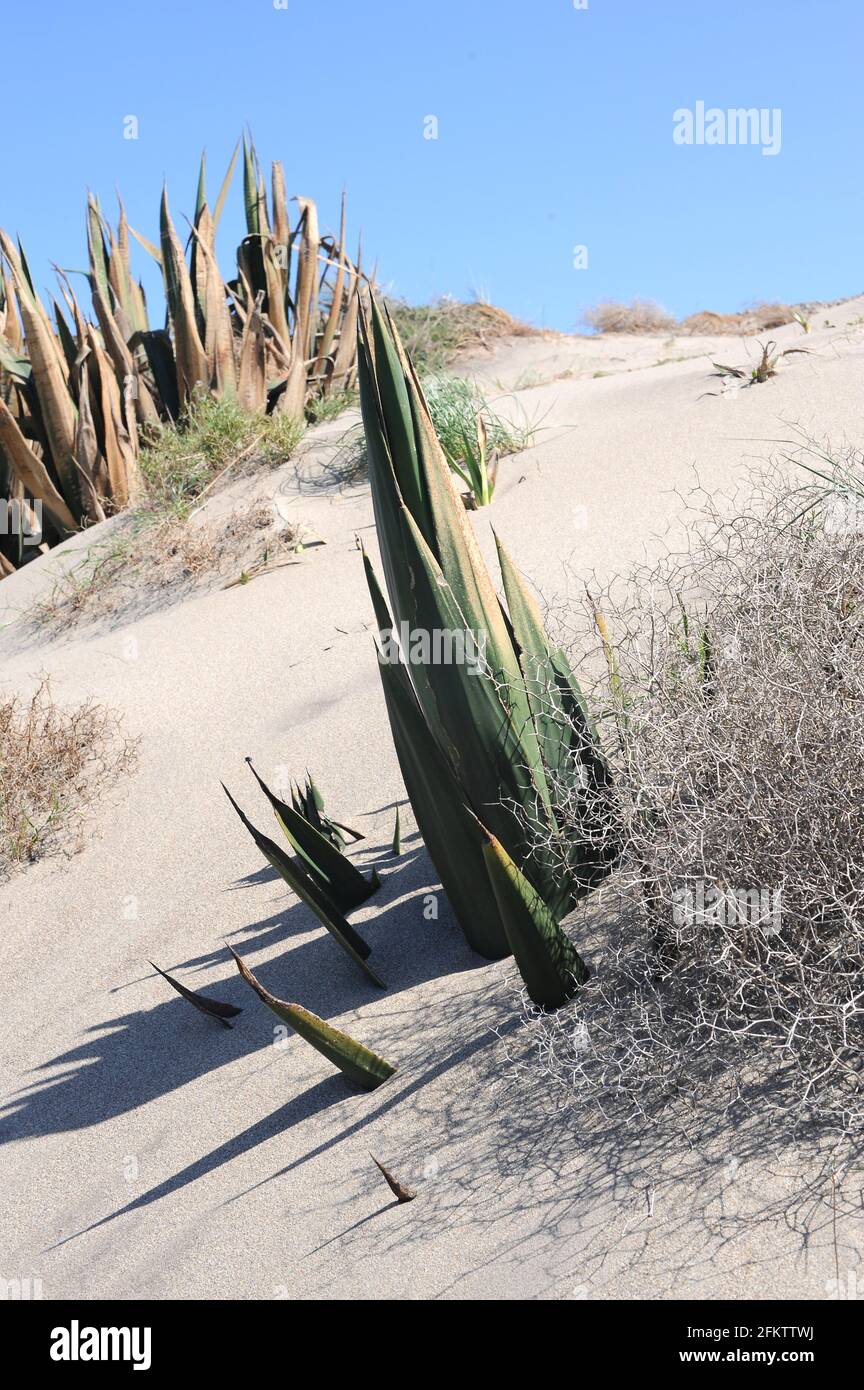 Agave fibers hi-res stock photography and images - Alamy