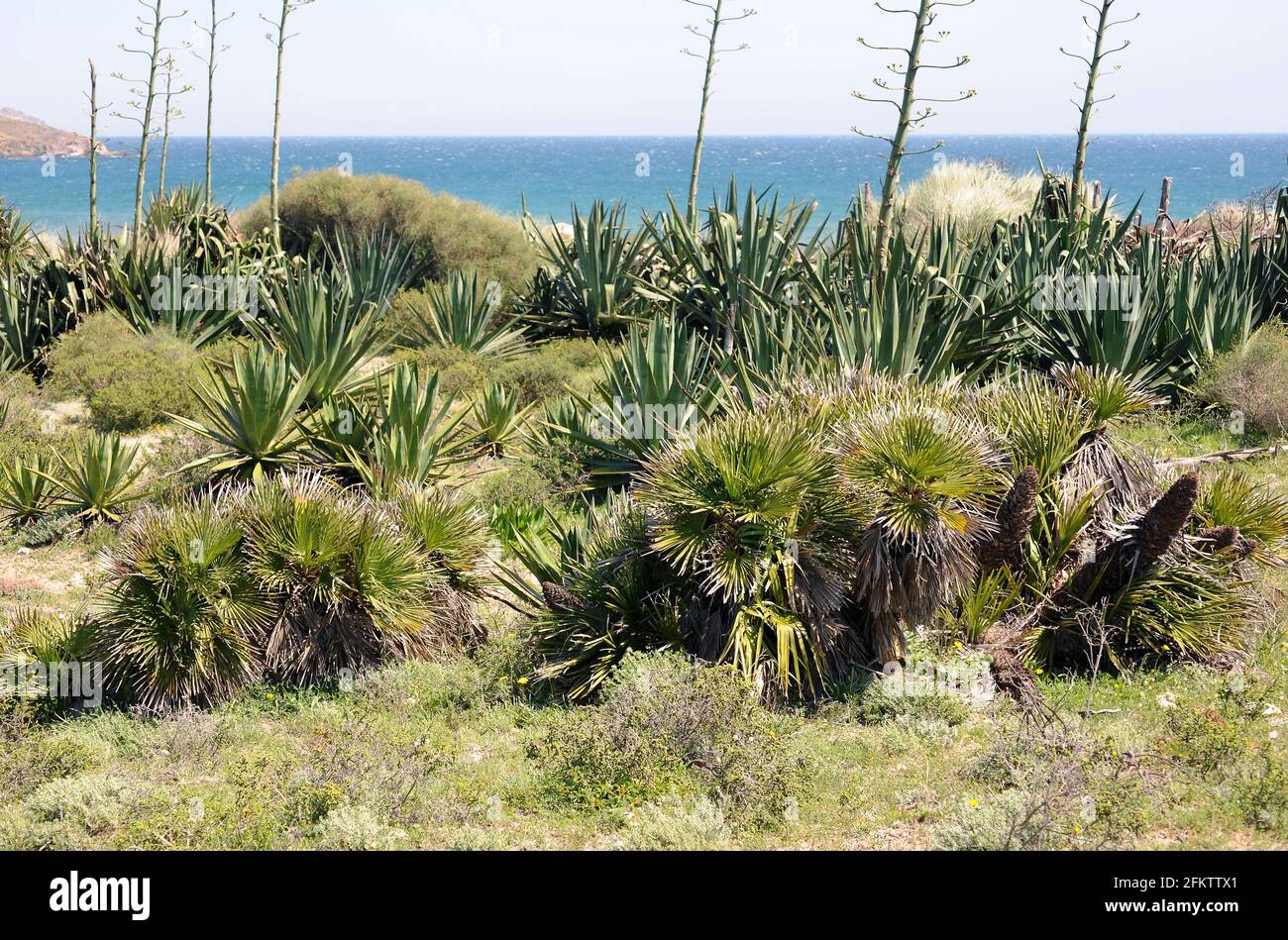 Rope of sisal plant hi-res stock photography and images - Alamy