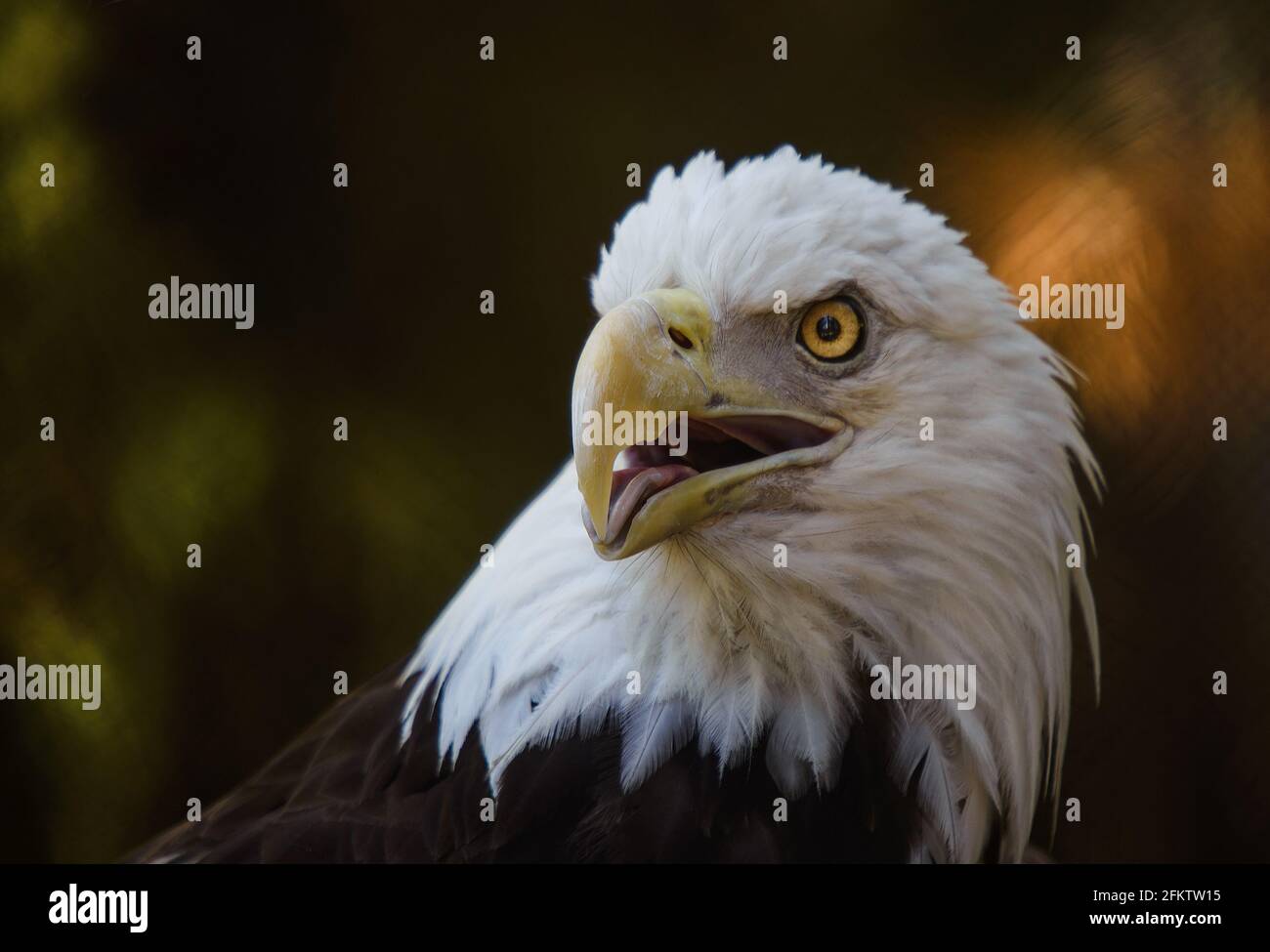 The stare of the bald eagle Stock Photo - Alamy