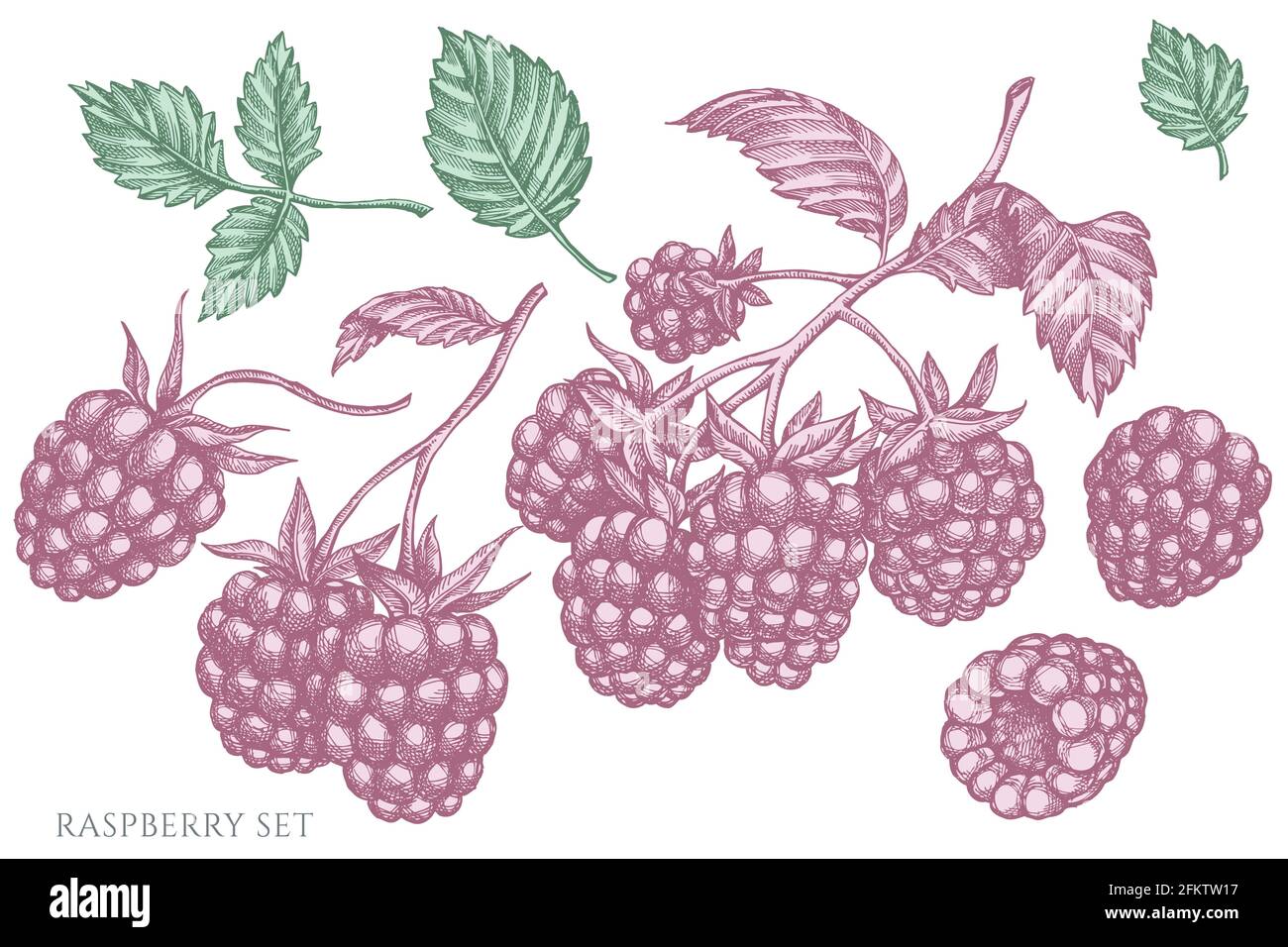 Vector set of hand drawn pastel raspberry Stock Vector Image & Art - Alamy