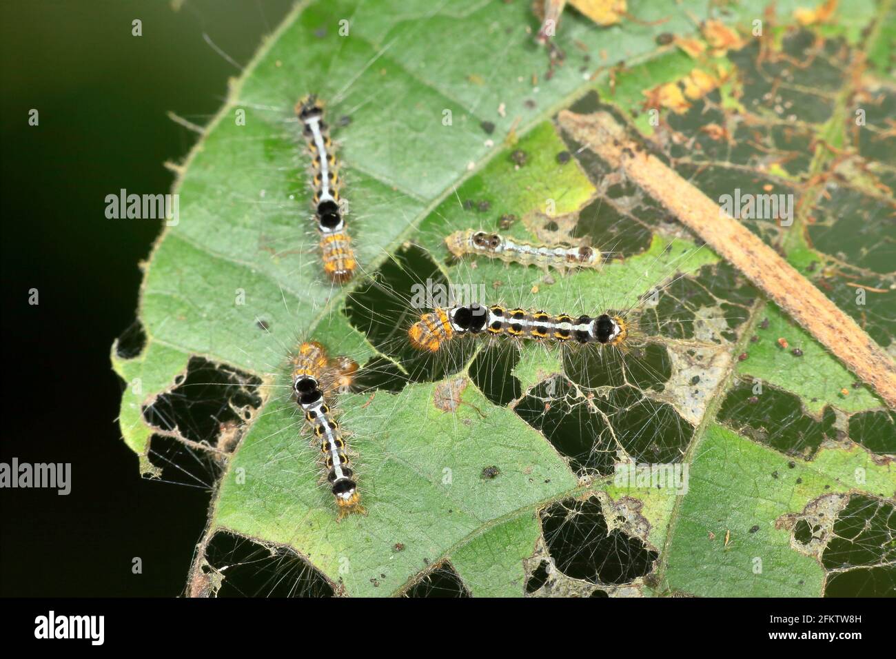 Tea tussock moth hi-res stock photography and images - Alamy