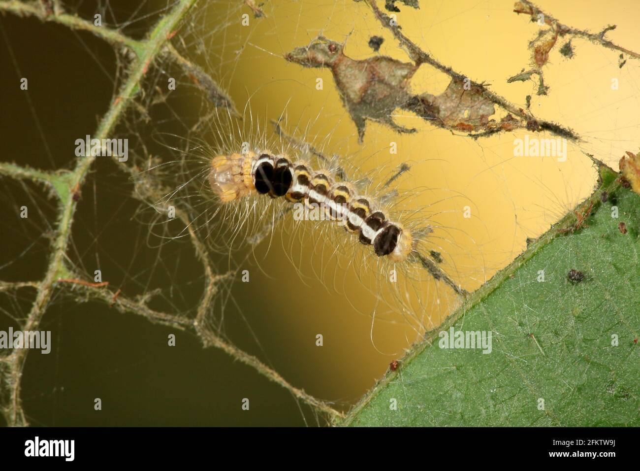 Tea tussock moth hi-res stock photography and images - Alamy