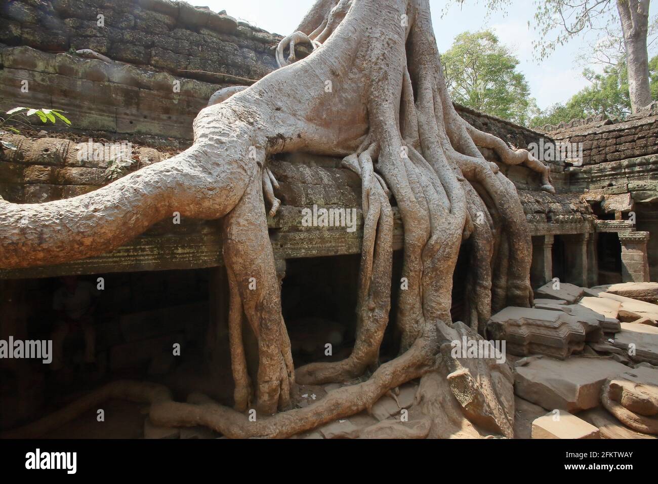 Tree roots in cambodian temple hi-res stock photography and images - Alamy