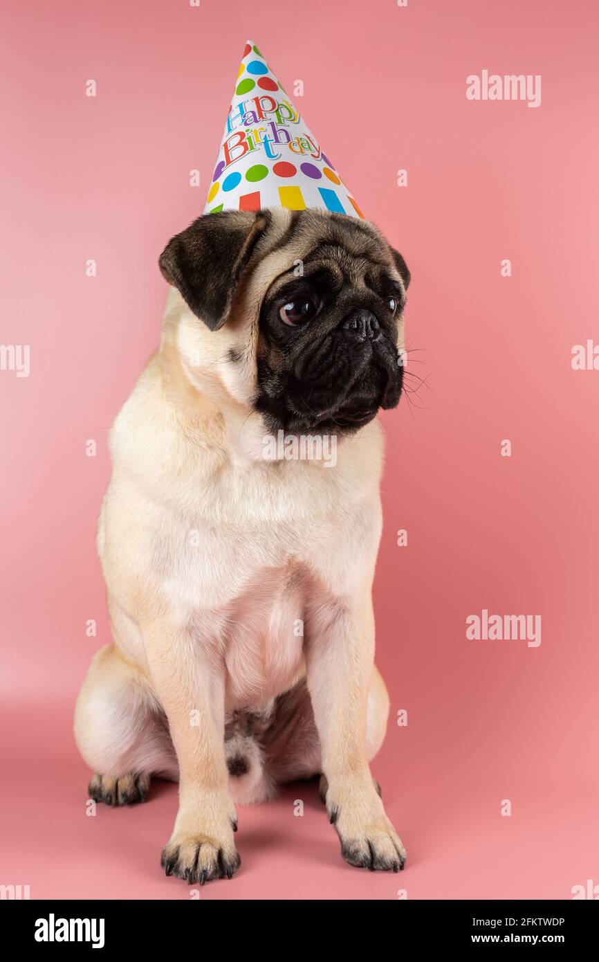 Funny Pug dog wearing happy birthday hat on pink background Stock Photo ...