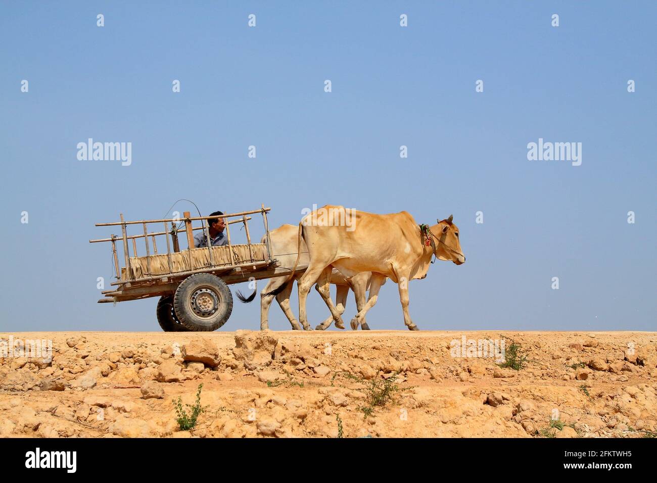 Bull cart at countryside, cambodia Stock Photo - Alamy