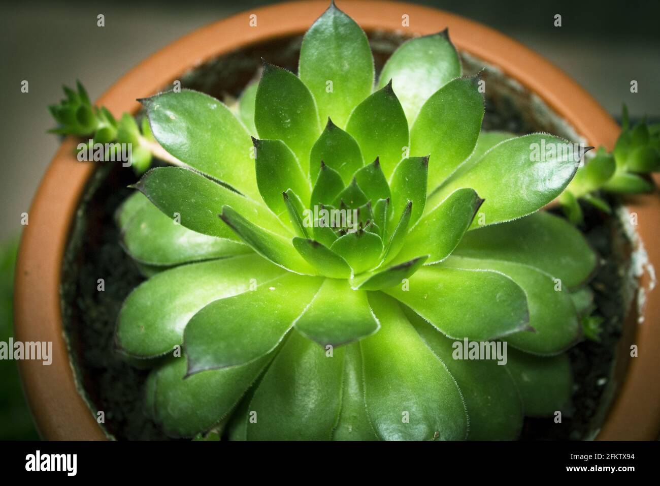 Alabaster rose succulent plant. Green color Stock Photo - Alamy