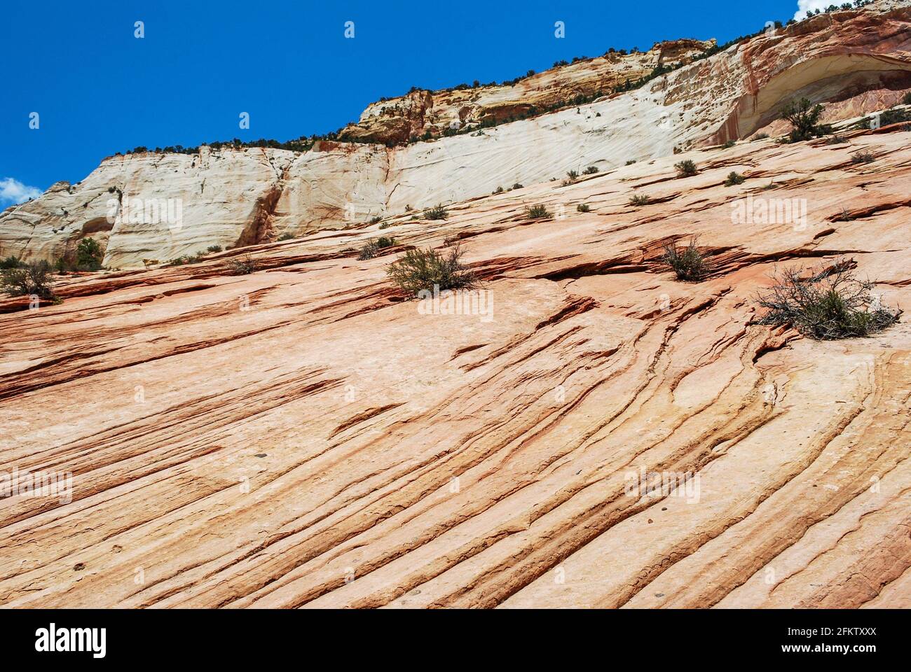 Cross Bedding Zion