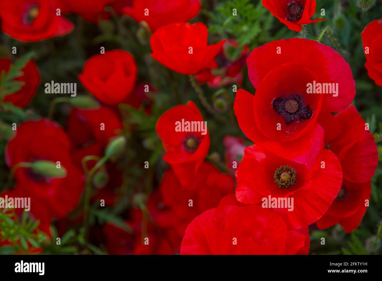Poppy red fondo hi-res stock photography and images - Alamy