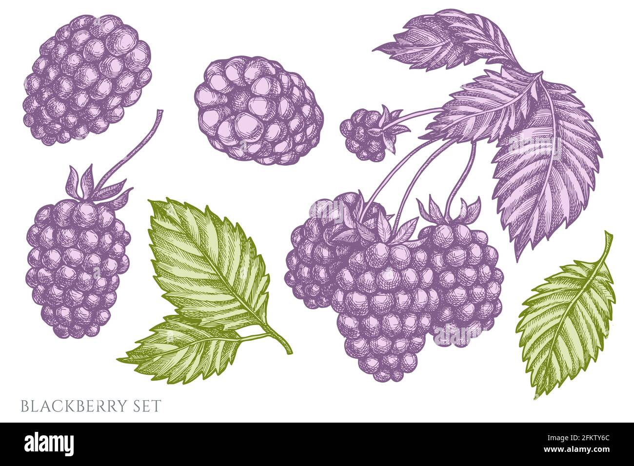 Vector set of hand drawn pastel blackberry Stock Vector Image & Art - Alamy