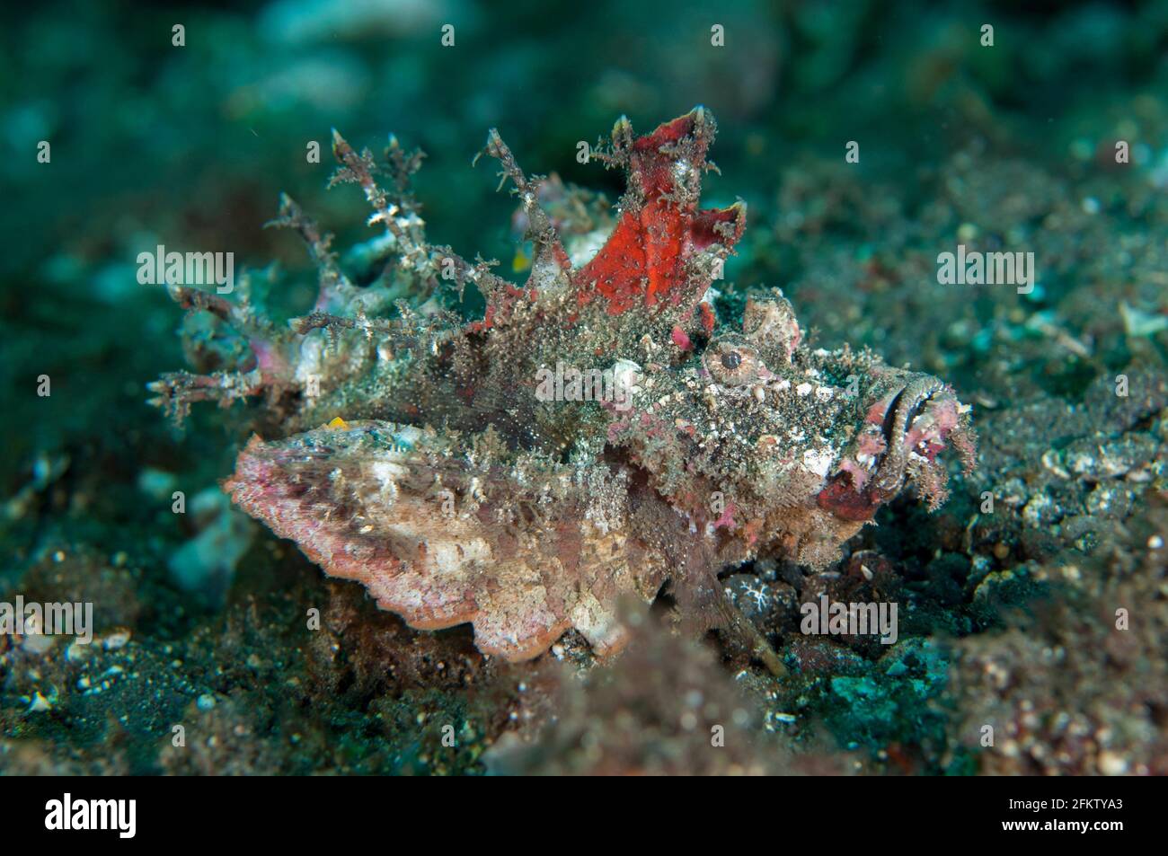 Spiny devil fish hi-res stock photography and images - Alamy