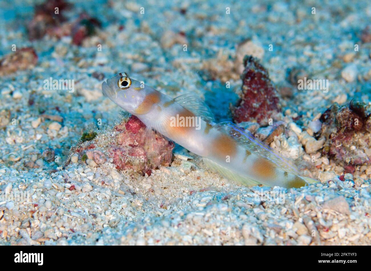 Flagtail hi-res stock photography and images - Alamy