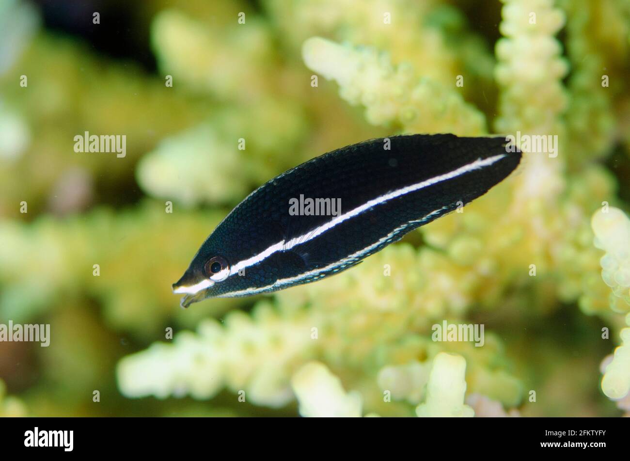 Tubelip wrasse hi-res stock photography and images - Alamy