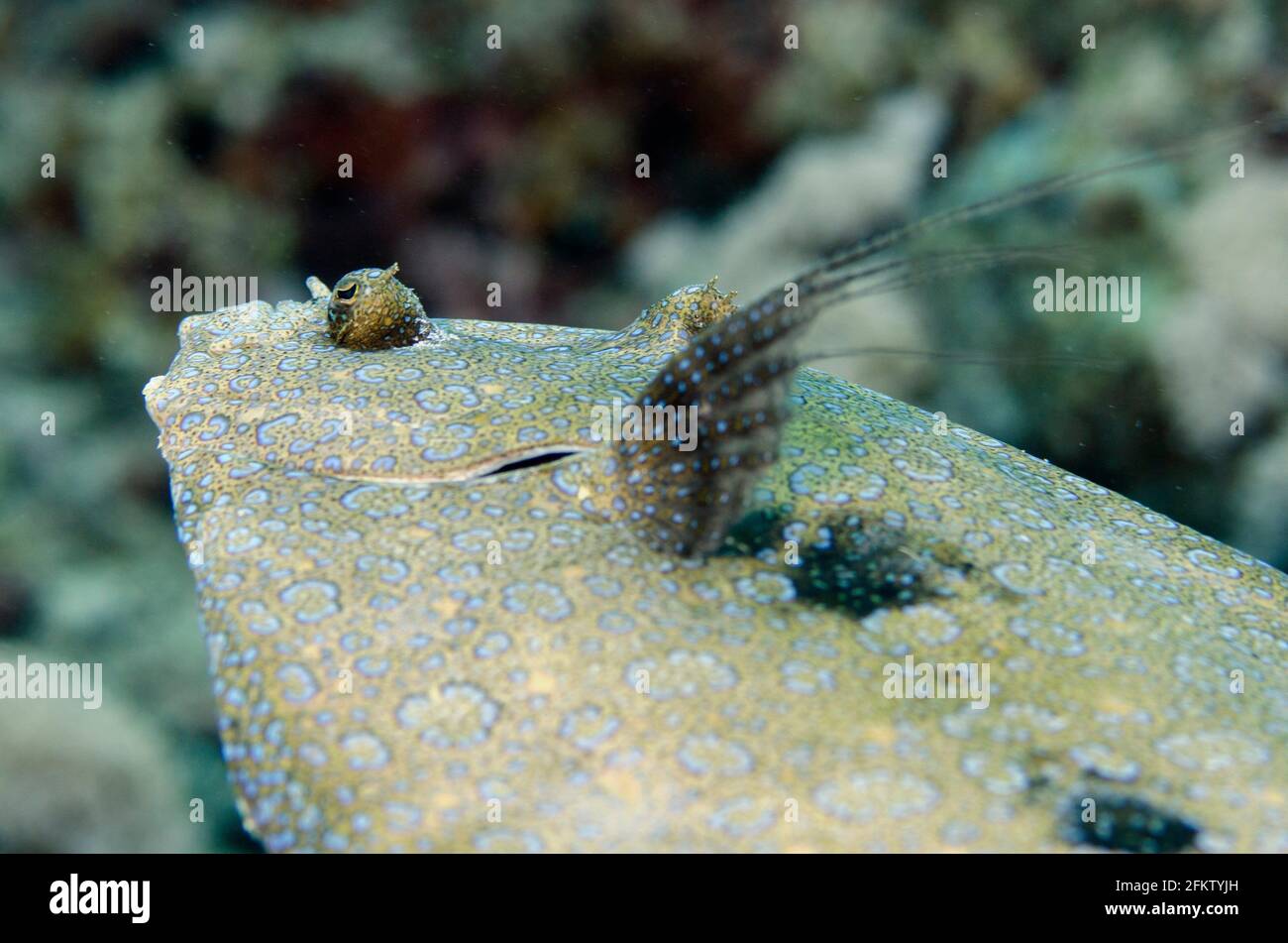 Lefteye flounder fish hi-res stock photography and images - Alamy