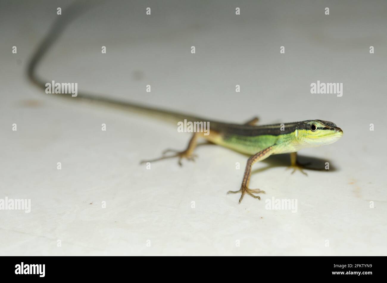 Lizard Bali Indonesia High Resolution Stock Photography and Images - Alamy