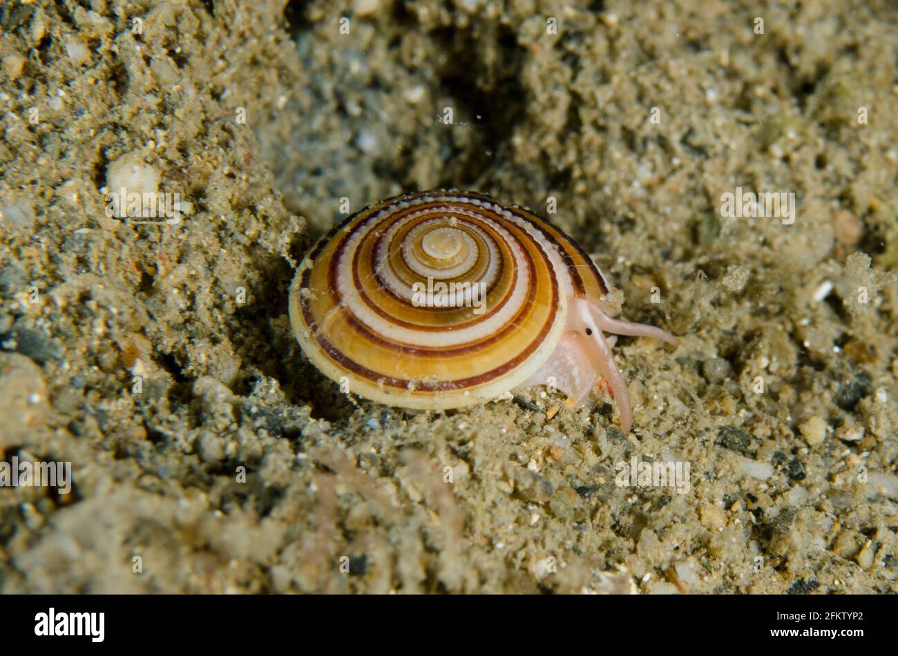 Sea shell stairs hi-res stock photography and images - Alamy