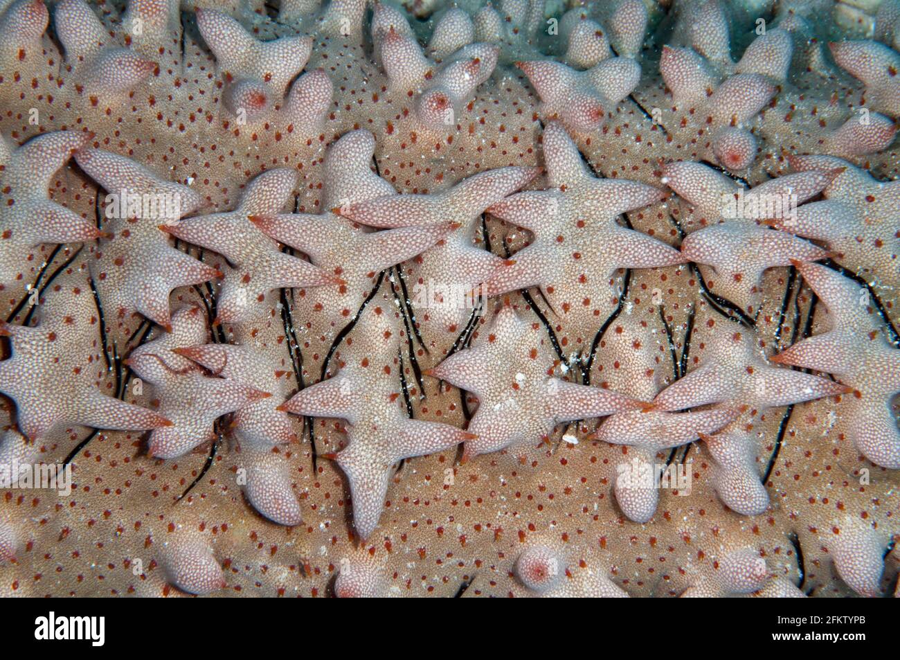 Cucumber beach hi-res stock photography and images - Alamy