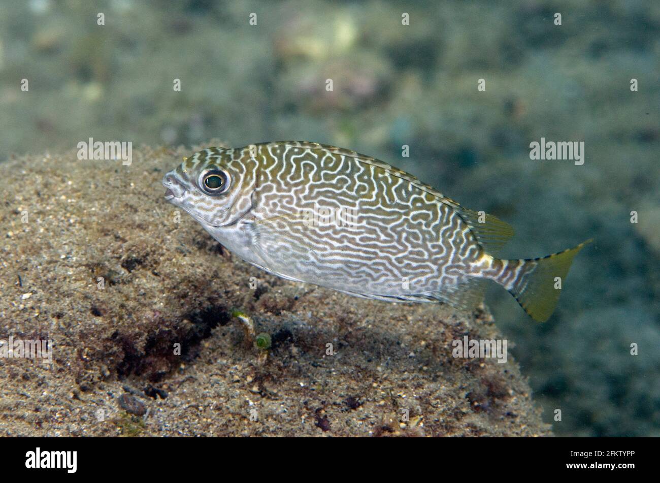 Maze Rabbitfish High Resolution Stock Photography and Images - Alamy