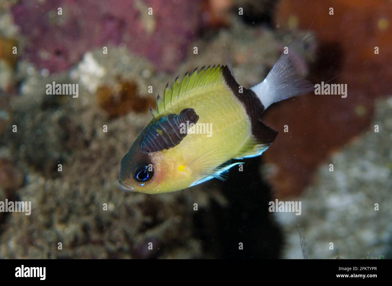 Damselfish Chromis Sp High Resolution Stock Photography and Images - Alamy