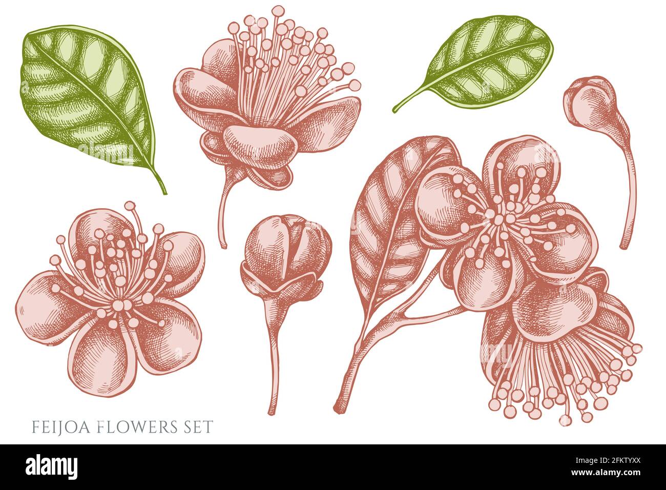 Feijoa flowers Cut Out Stock Images & Pictures - Alamy