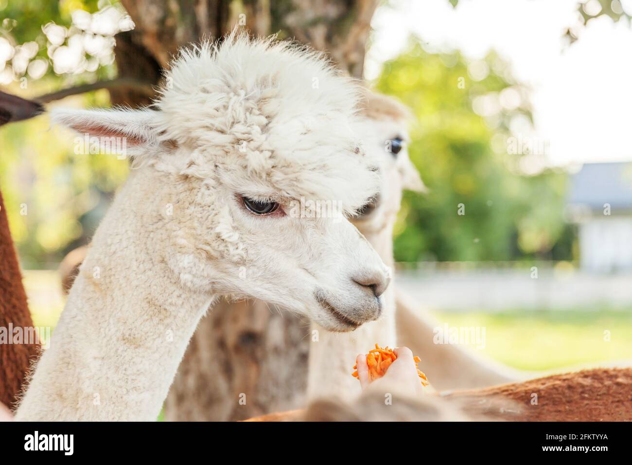 Cute alpaca with funny face eating feed in hand on ranch in summer day ...