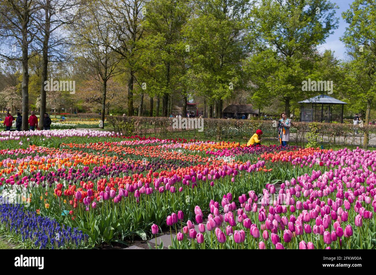 Keukenhof Gardens, Lisse, Netherlands; colourful flower beds Stock Photo - Alamy