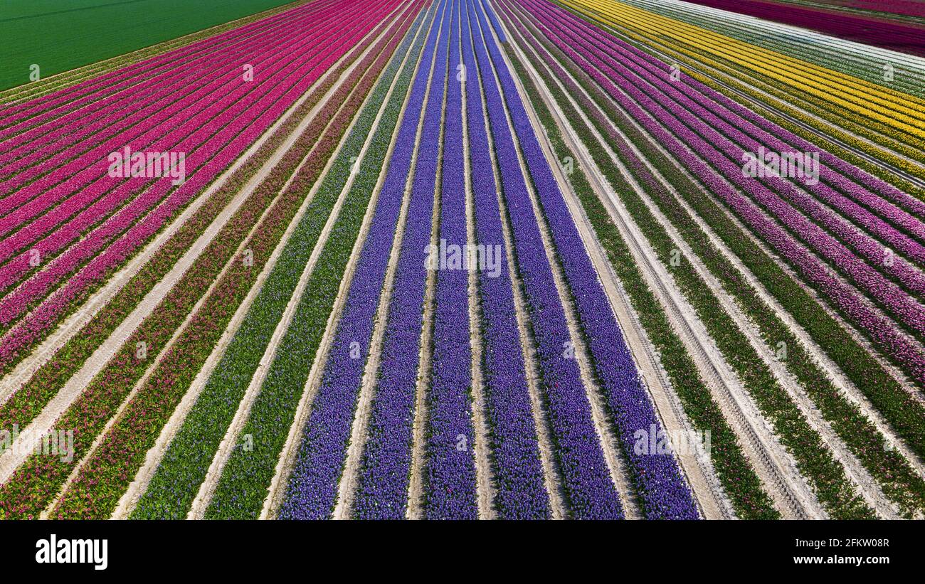 Aerial view of colorful tulip fields in the Netherlands Stock Photo - Alamy