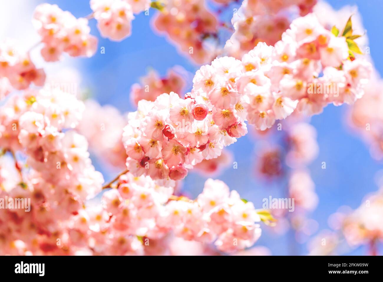 Amazing pink cherry blossoms on the Sakura tree in a blue sky. Beautiful spring tree. Selective ...