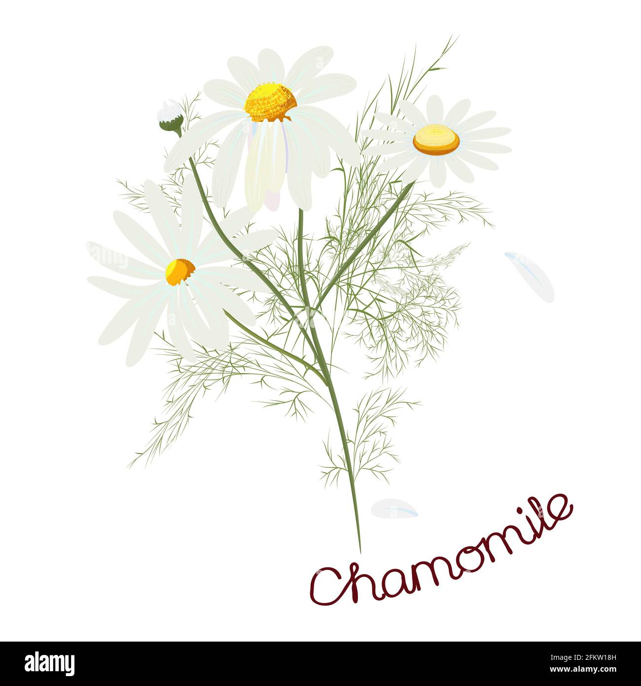 Herbal tea daisy Stock Vector Images - Alamy