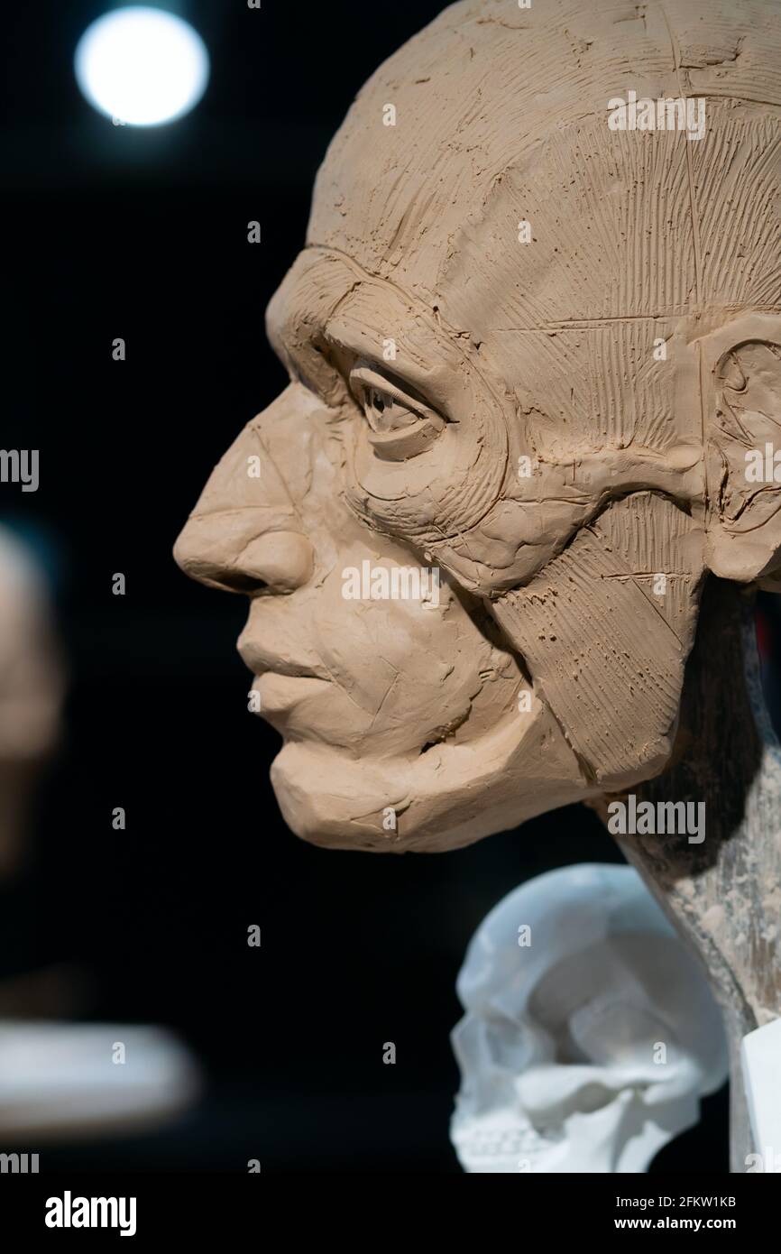 The process of creating ecorche. The sculptor is working Stock Photo ...