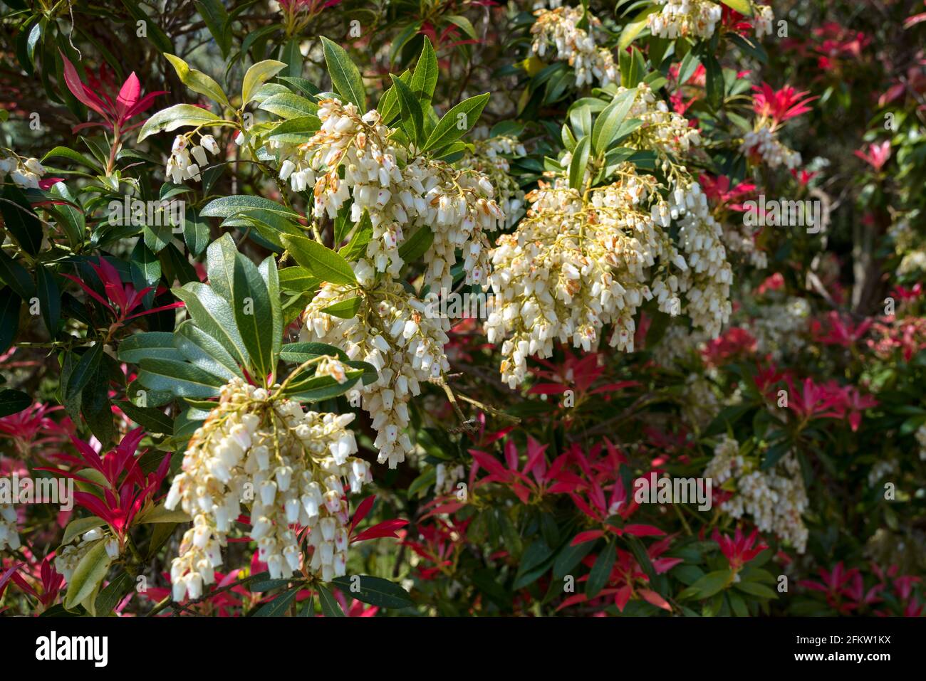 Pieris Formosa (Forest Flame) flowering in springtime in East Grinstead ...