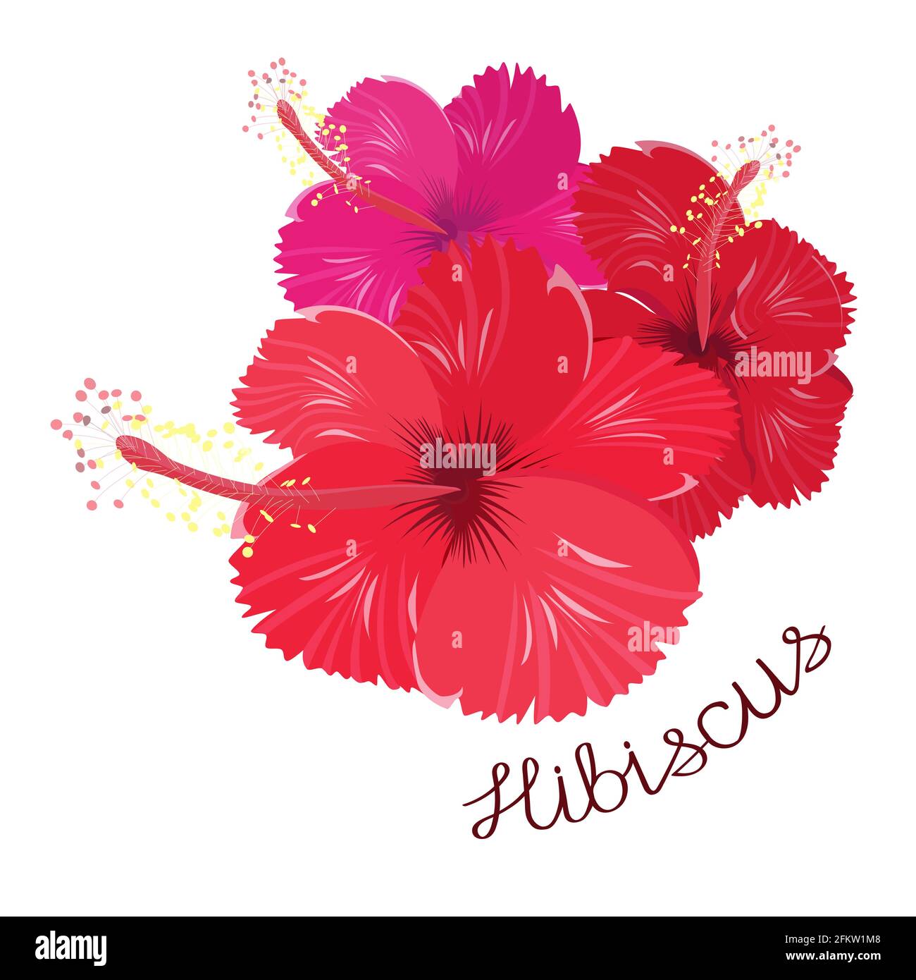 Hibiscus flowers isolated on a white background. An inscription with ...