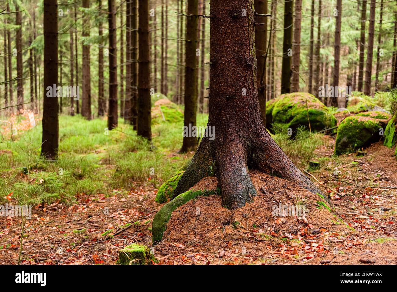deep forest and view on pine and conifer trees roots, wilderness ...