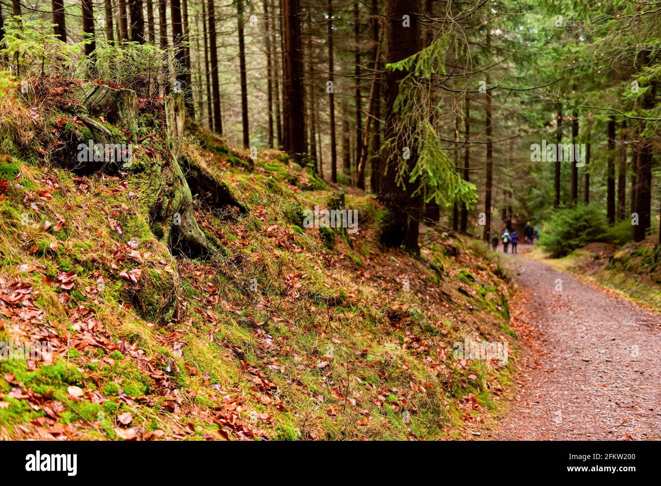 The hike path in a deep forest in table mountain. Natural parkland ...