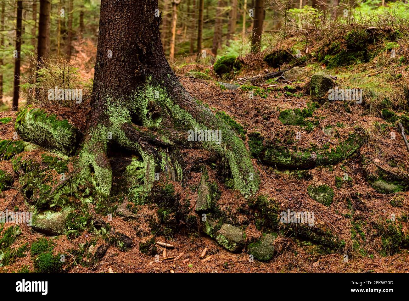 deep forest and view on pine and conifer trees roots, wilderness ...