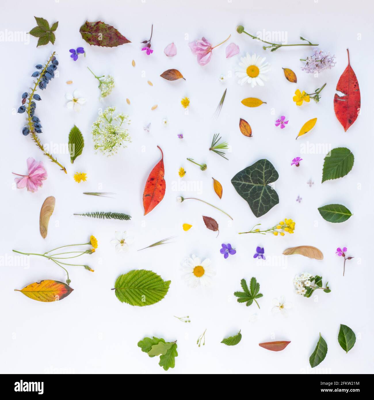 set of natural leaf and flowers on light back ground Stock Photo - Alamy