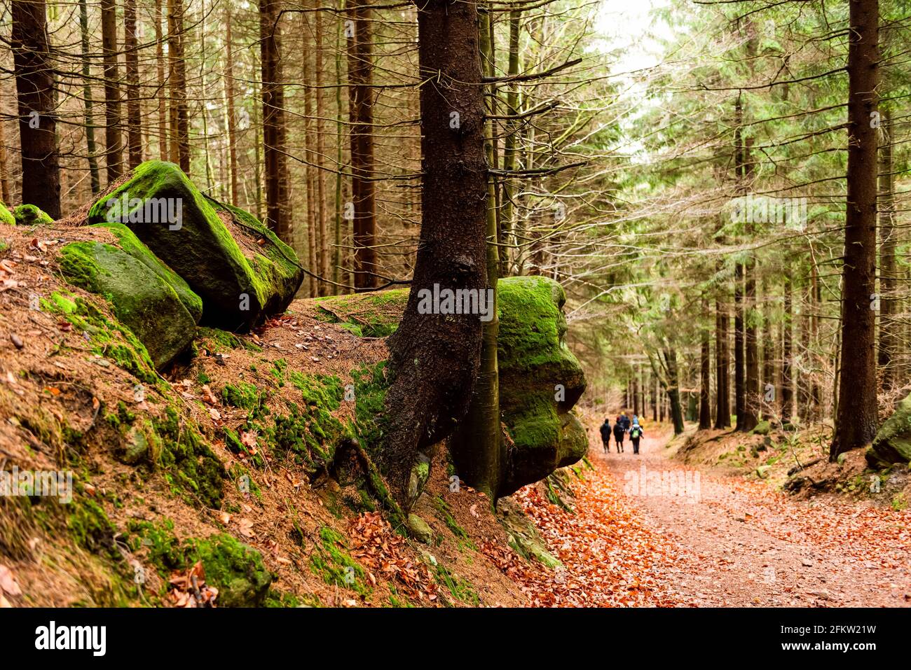 The hike path in a deep forest in table mountain. Natural parkland ...