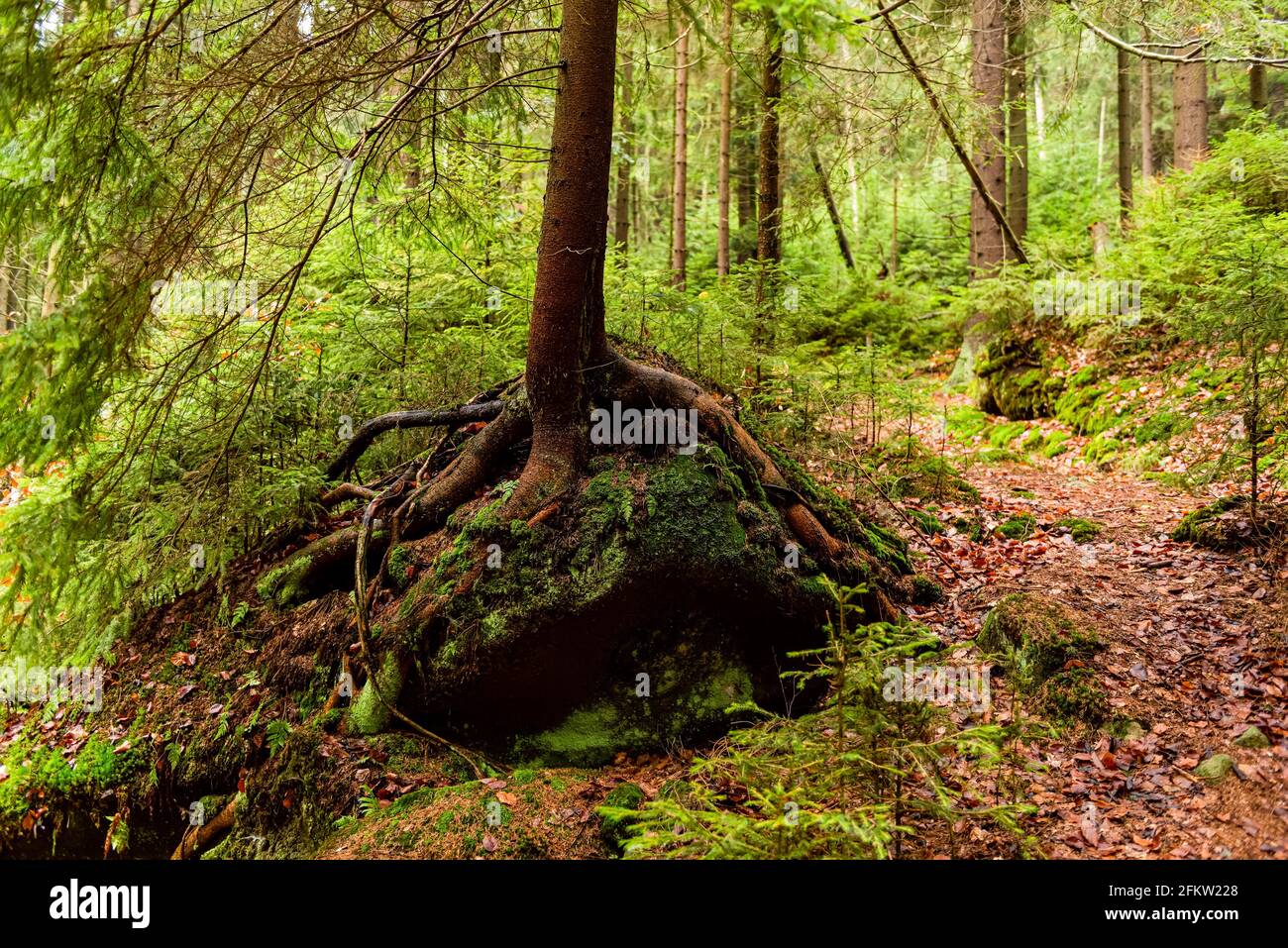 deep forest and view on pine and conifer trees roots, wilderness ...