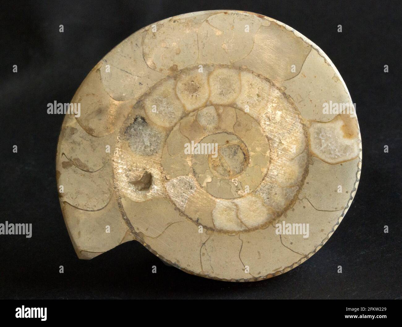 Ammonite cross section hi-res stock photography and images - Alamy