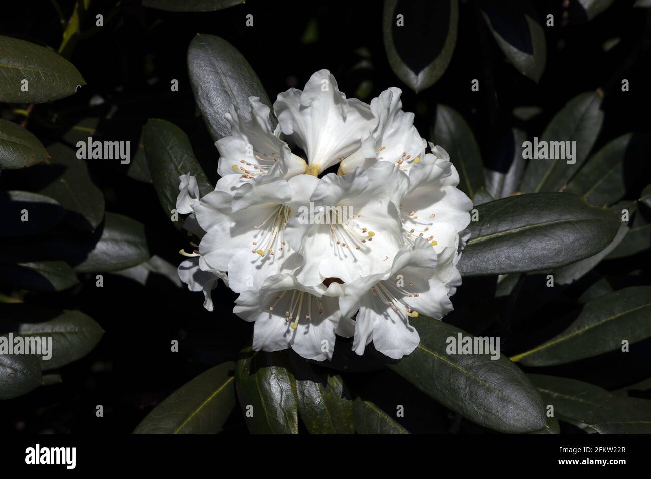 Rhododendron evergreen plant hi-res stock photography and images - Alamy