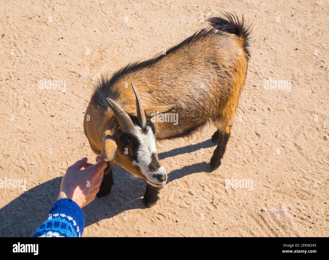 Hand stroking a goat Stock Photo - Alamy
