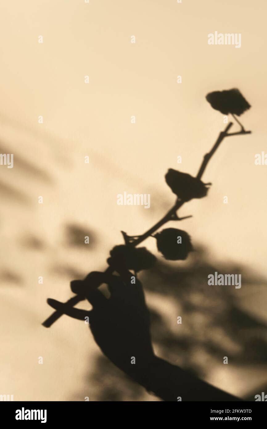 Flower shadows in sunlight. Flowers silhouette on beige background ...