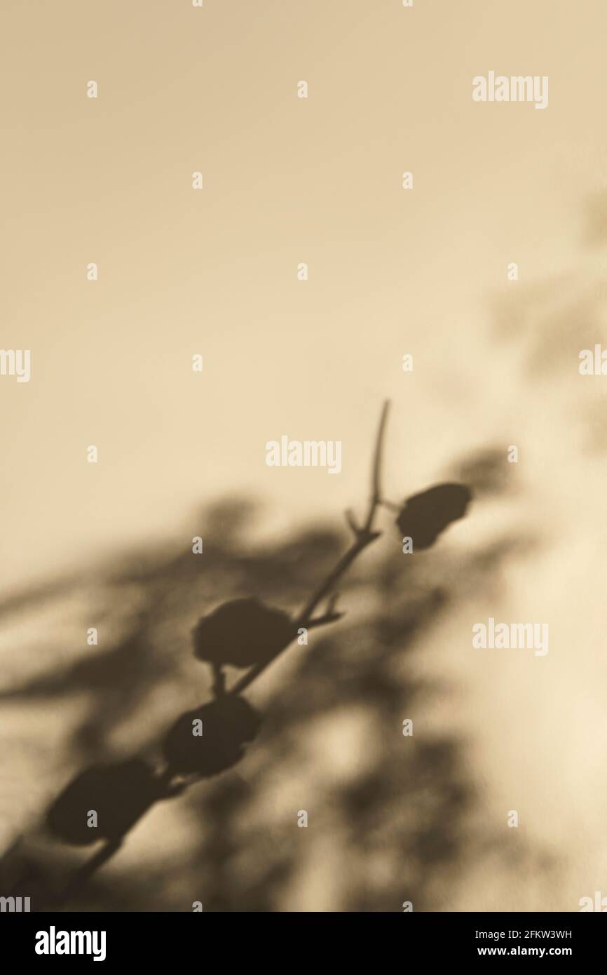 Flower shadows in sunlight. Flowers silhouette on beige background Stock Photo - Alamy