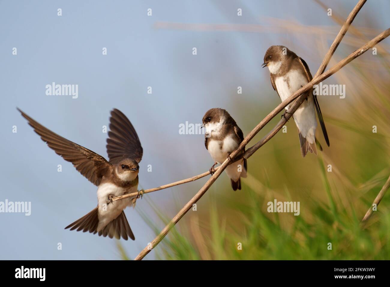 Three birds on branch hi-res stock photography and images - Alamy