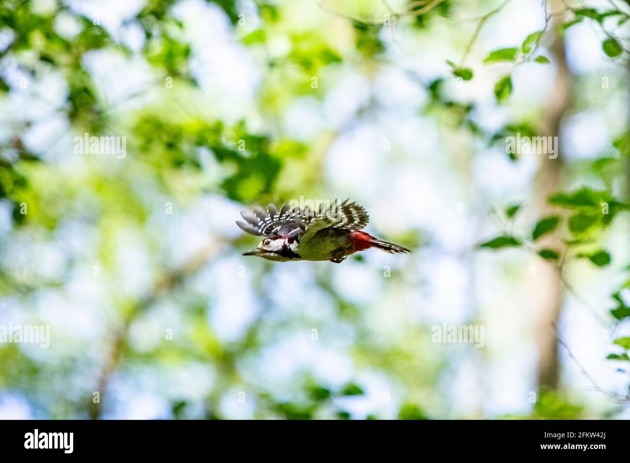 Male Greater Spotted Woodpecker flying (Dendrocopos major) in Alder ...