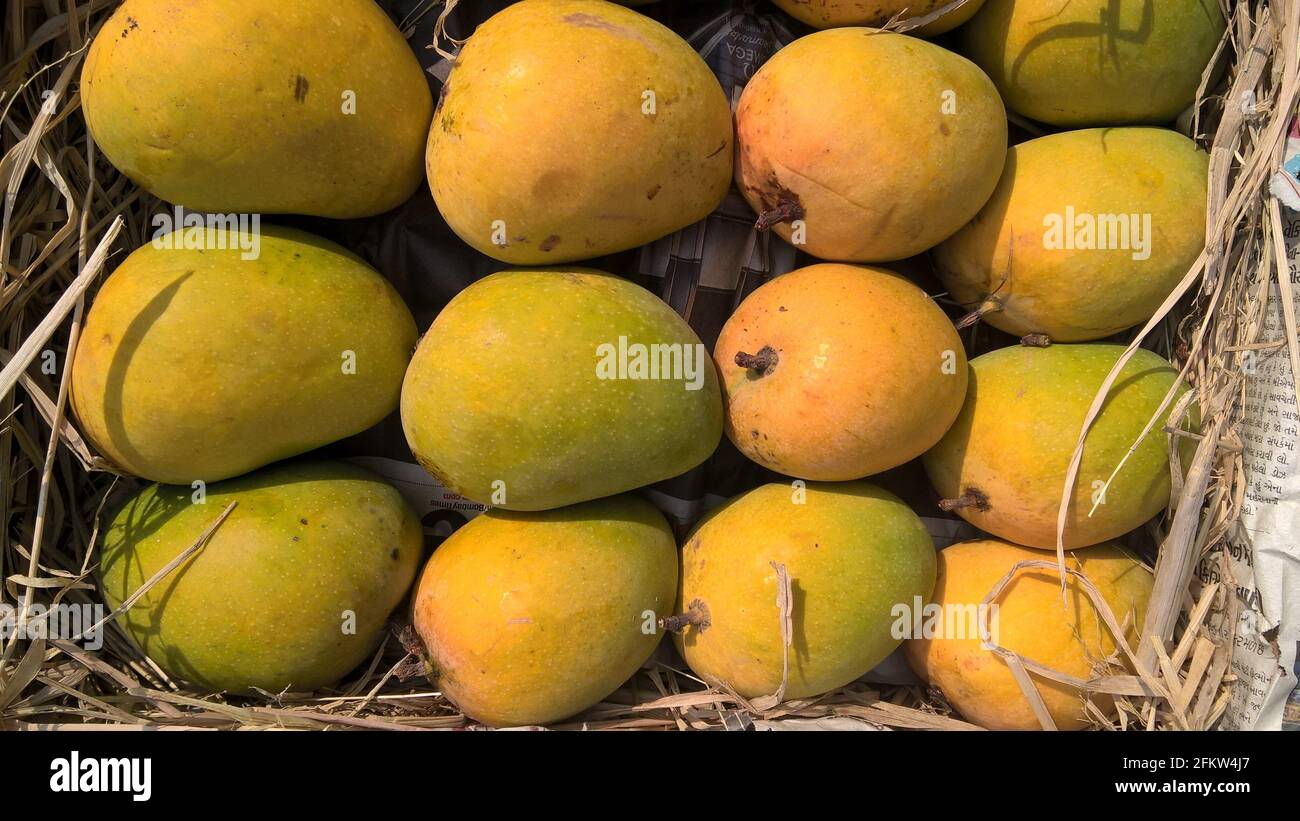 Alphonso mango or Haapus amba fruit stocked mango fruits for ...