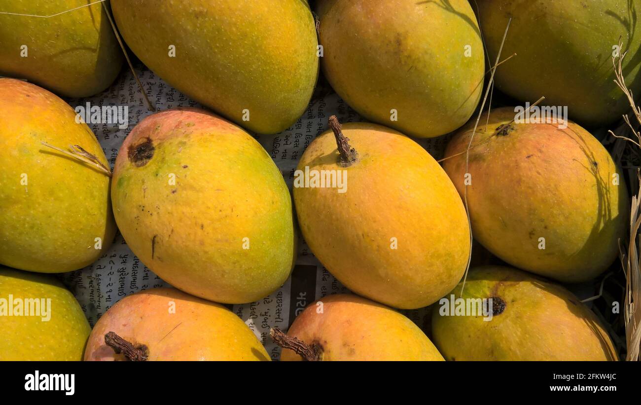 Alphonso mango or Haapus aamba fruit stocked mango fruits for ...