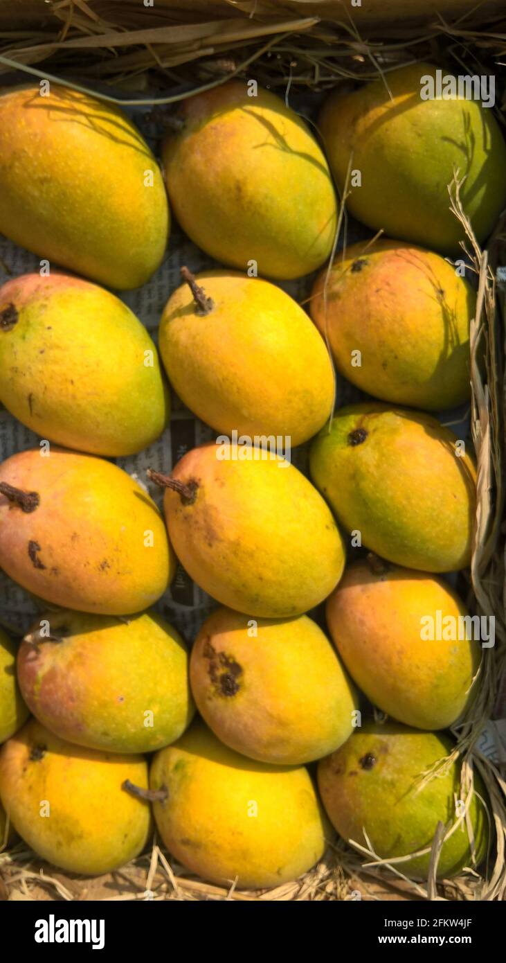 Alphonso mango or Haapus aamba fruit stocked mango fruits for ...